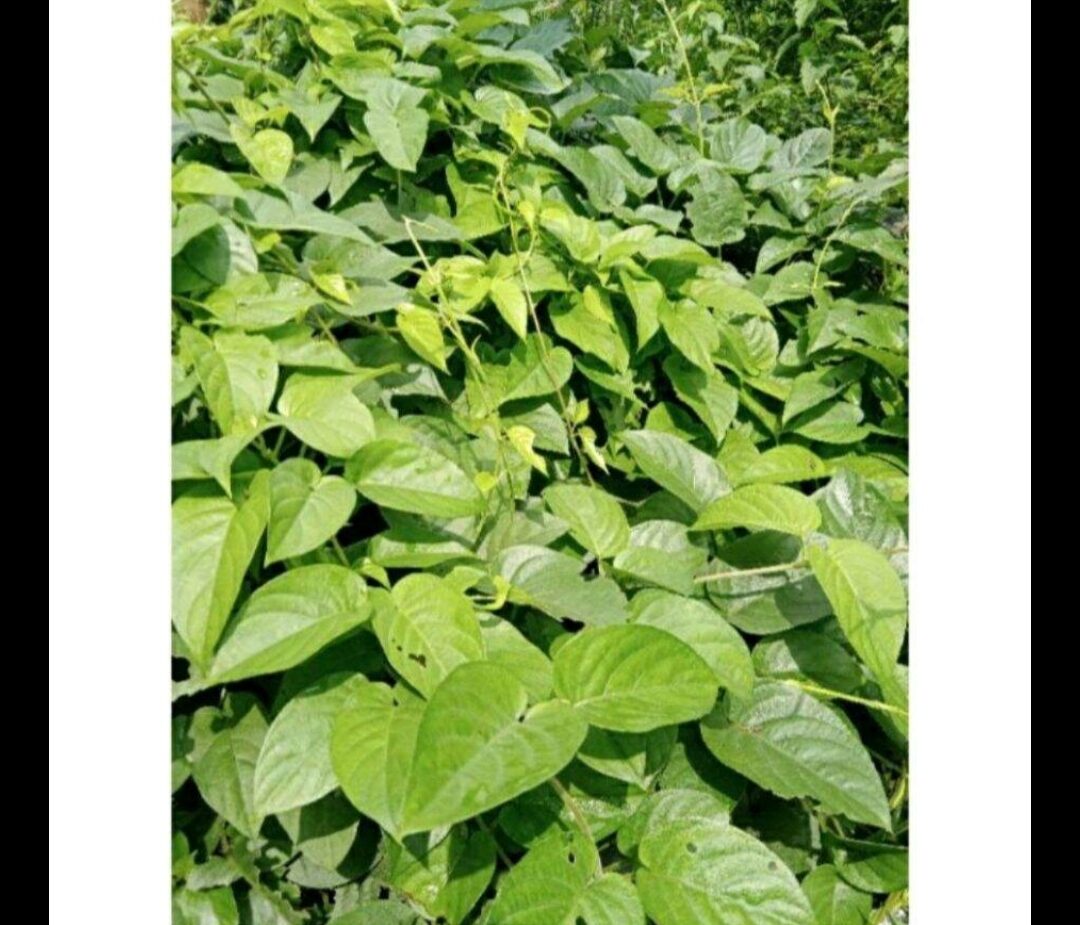 Daun Sembukan Segar 1 Kg / daun kentut / daun entut entutan / Daun ...