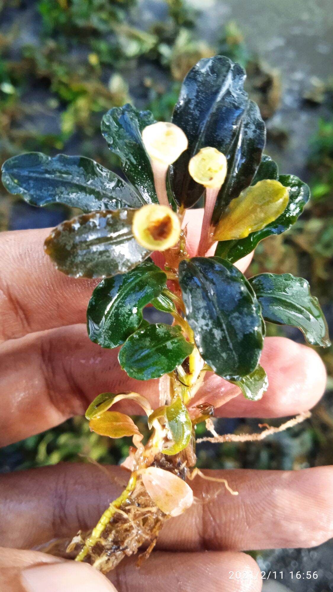 Bucephalandra Kir Royale Tanaman Aquascape | Lazada Indonesia