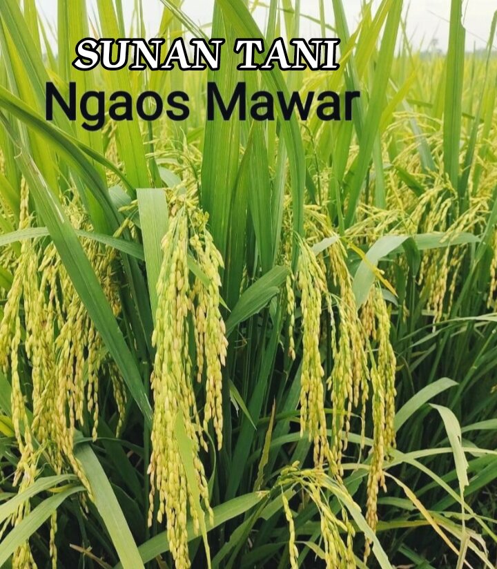 BENIH PADI NGAOS MAWAR 1 KG | Lazada Indonesia