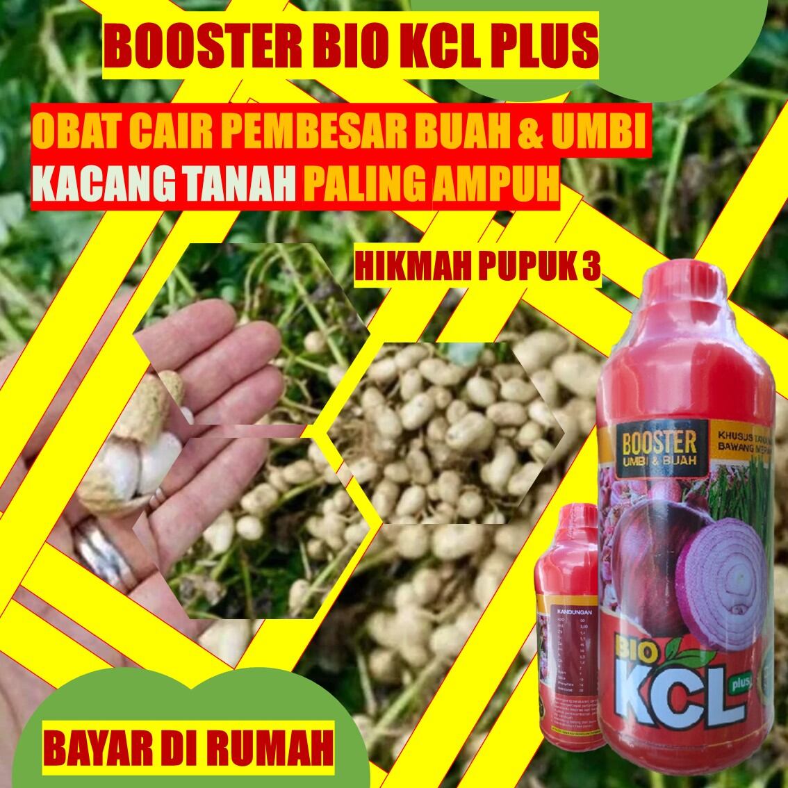 BOOSTER PEMBESAR KACANG TANAH PALING AMPUH - BIO KCL Plus Memperkuat batang tanaman Kacang Tanah ...