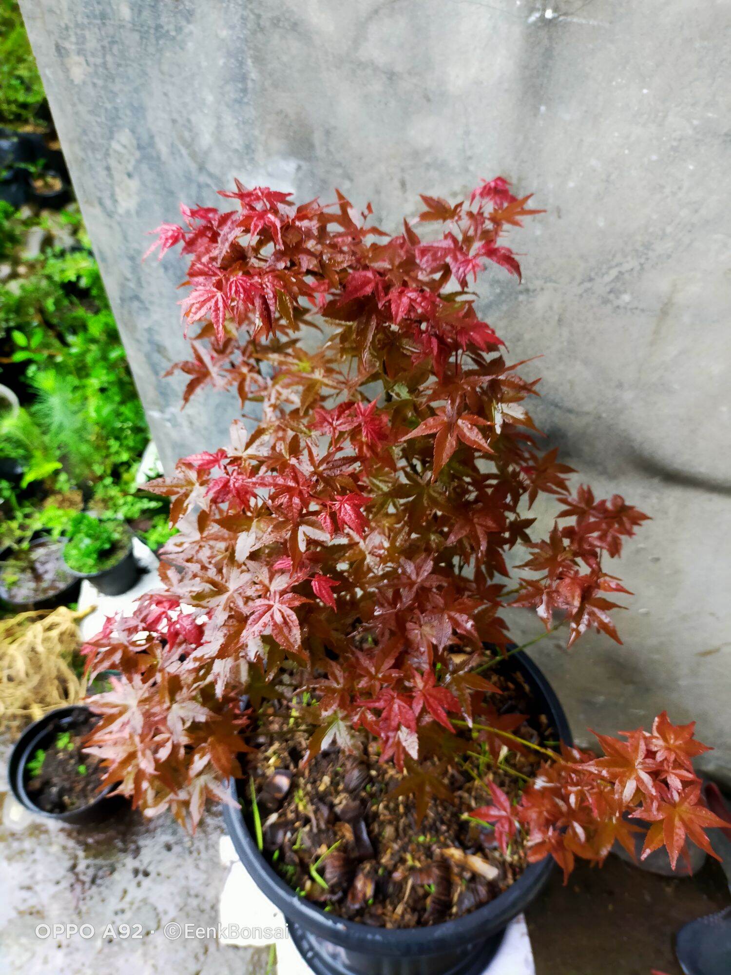 Pohon Japanese Red Maple/ Red Maple Japanese/ Acer Palmatum | Lazada ...