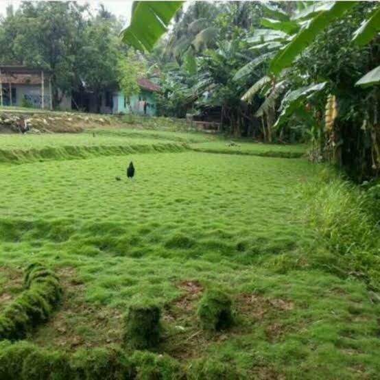 jual rumput makam/rumput Jepang paket satu makam | Lazada Indonesia