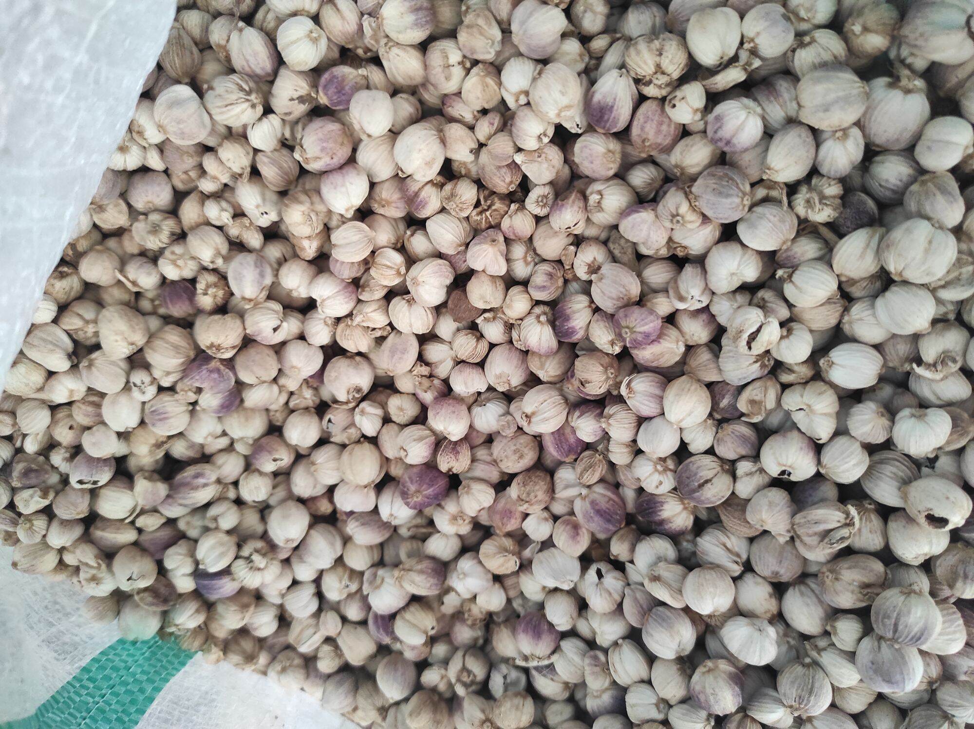 kapol kapulaga kering 1kg kapolaga Jawa true cardamom putih cucian ...