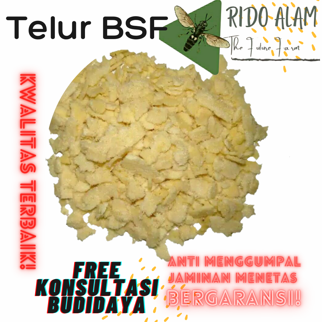 Telur maggot bsf fresh 20 Cluster original telur bsf termurah 20 ...