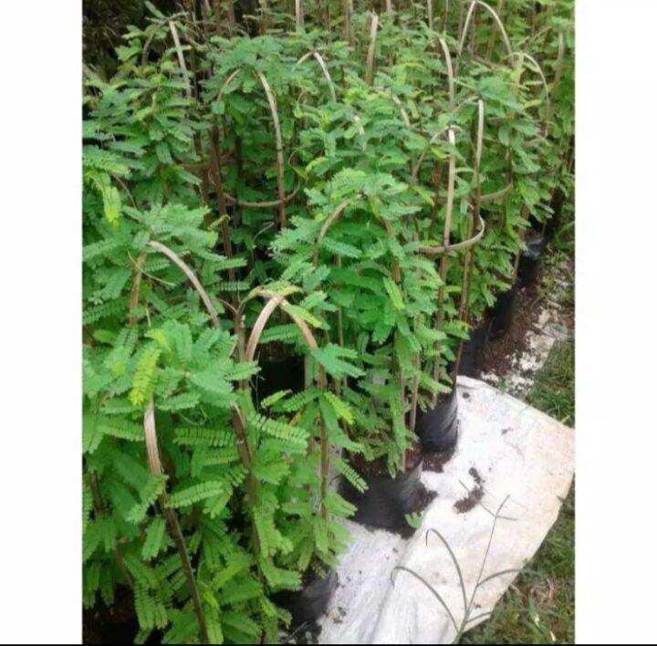 pohon saga-tanaman herbal | Lazada Indonesia