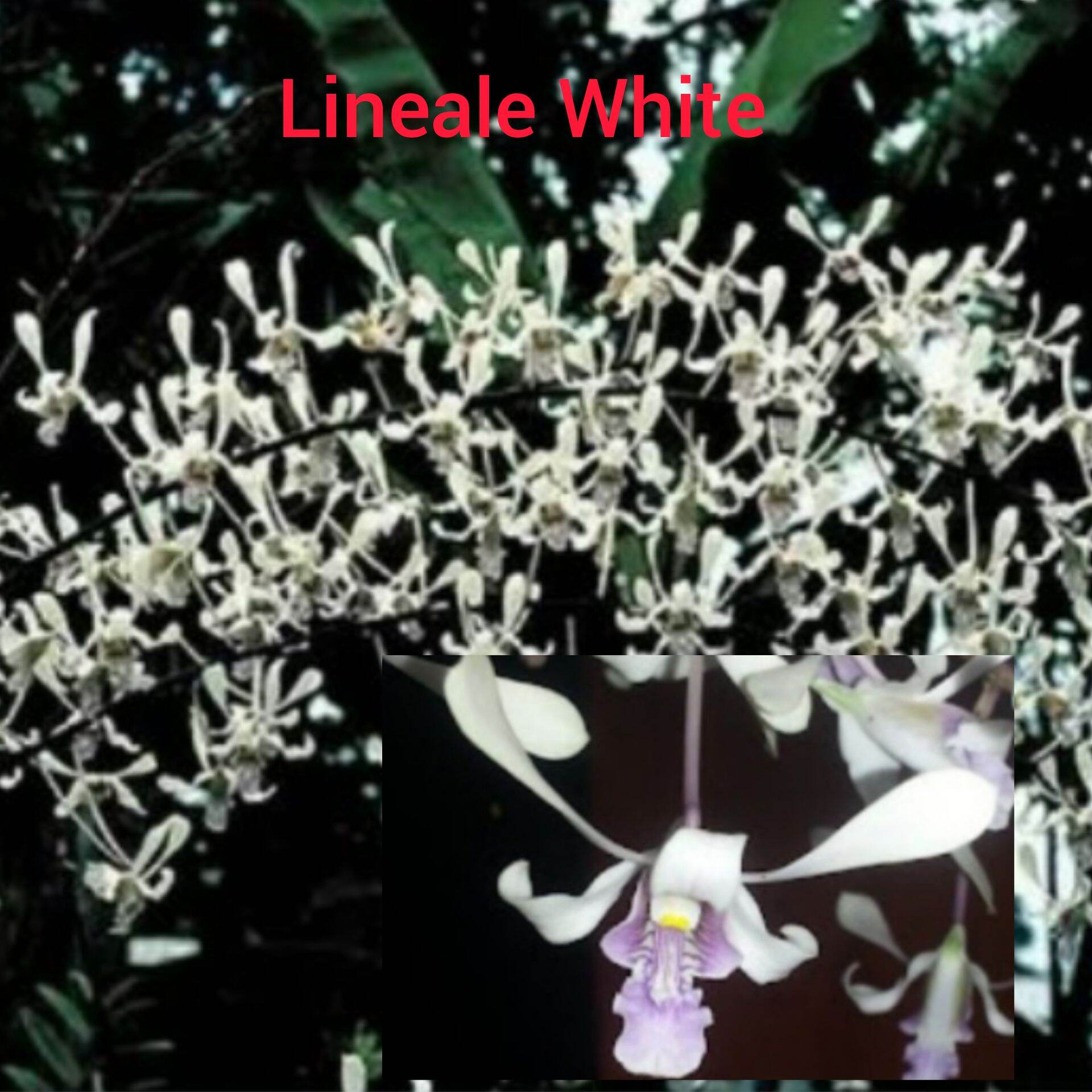 Anggrek Dendrobium Lineale white sp Papua | Lazada Indonesia