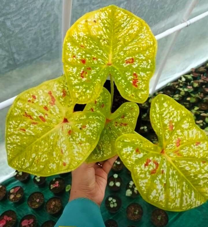 Klenting kuning Batang kuning daun bulat - item koleksian | Lazada ...