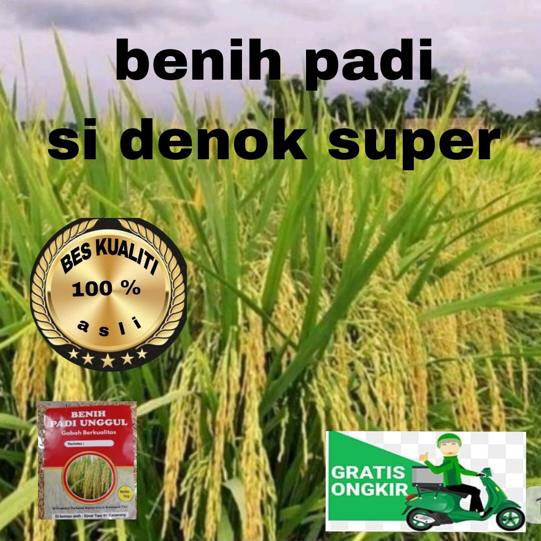 BENIH PADI SI DENOK UNGGUL BERKULITAS 1kg original | Lazada Indonesia