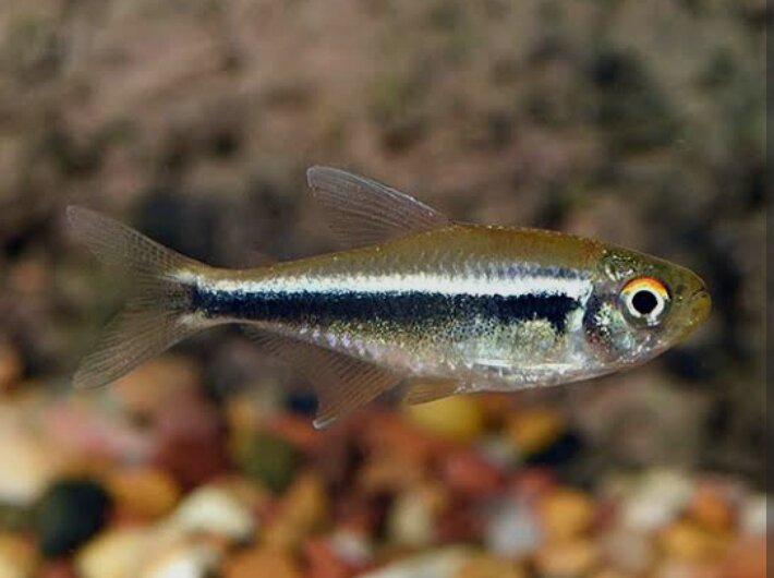 Ikan Komet Slayer Hitam
