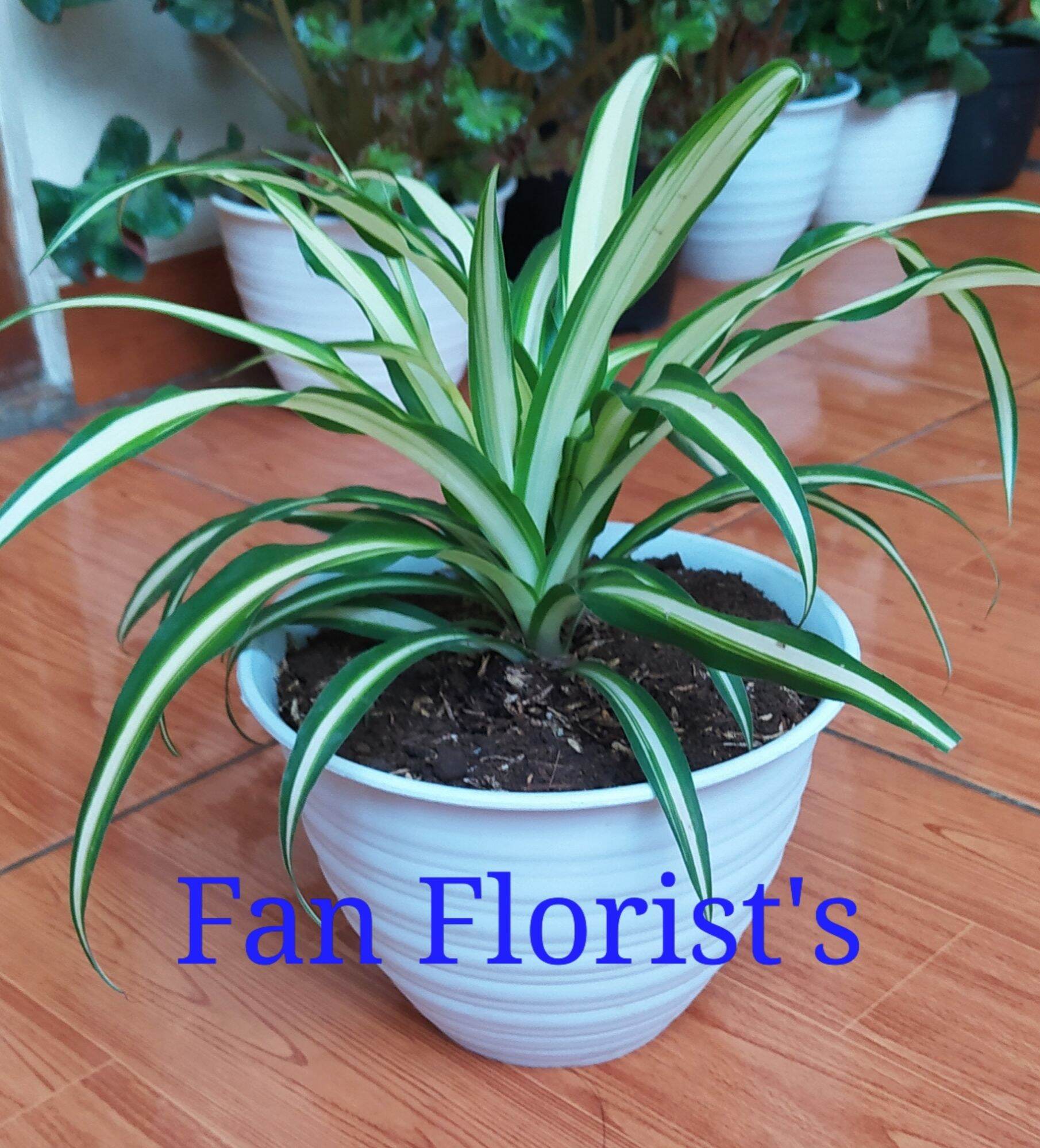 Cod Tanaman hias Chlorophytum lili paris | Lazada Indonesia