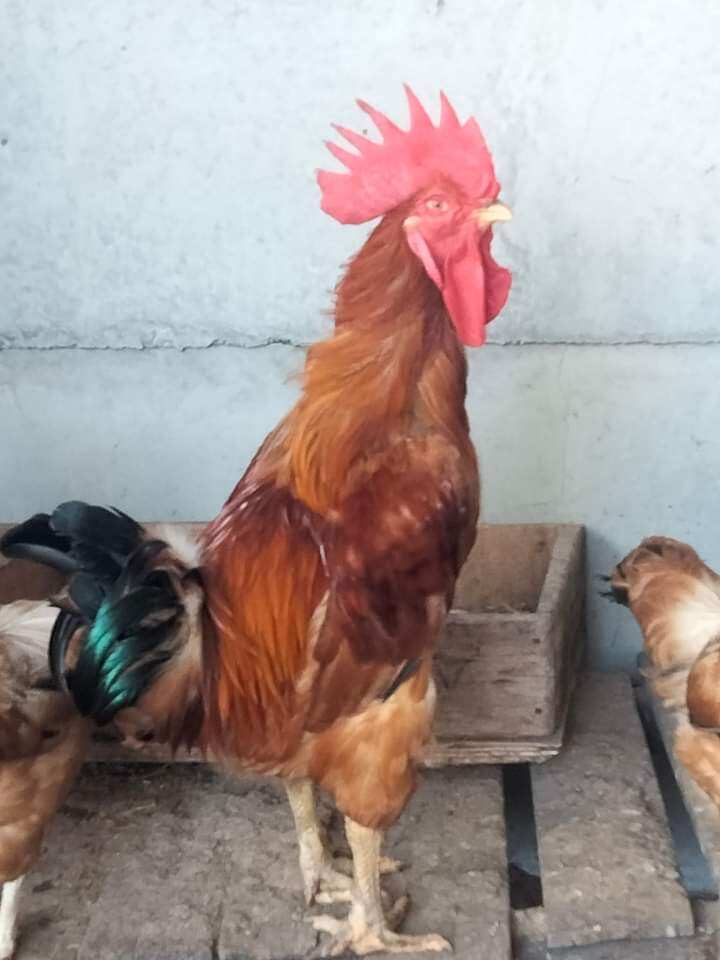 TELUR AYAM MERAWANG FERTIL BISA DITATASKAN ASLII | Lazada Indonesia