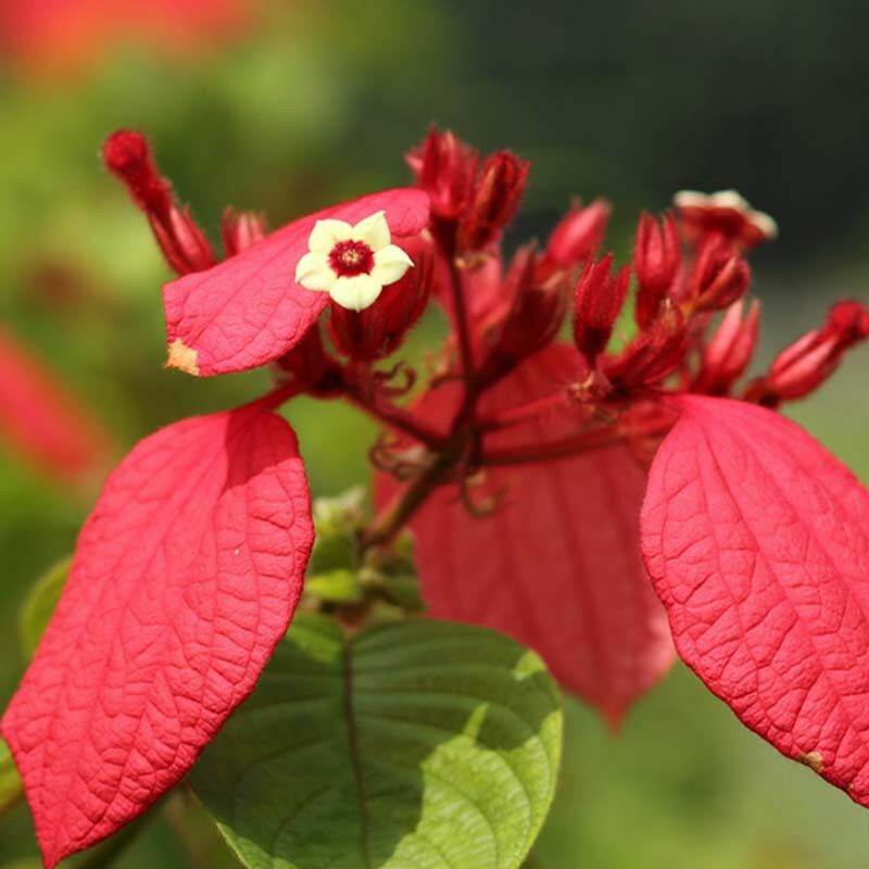 Tanaman Hias Red Flag Bush - nusa indah merah - red musaenda | Lazada ...