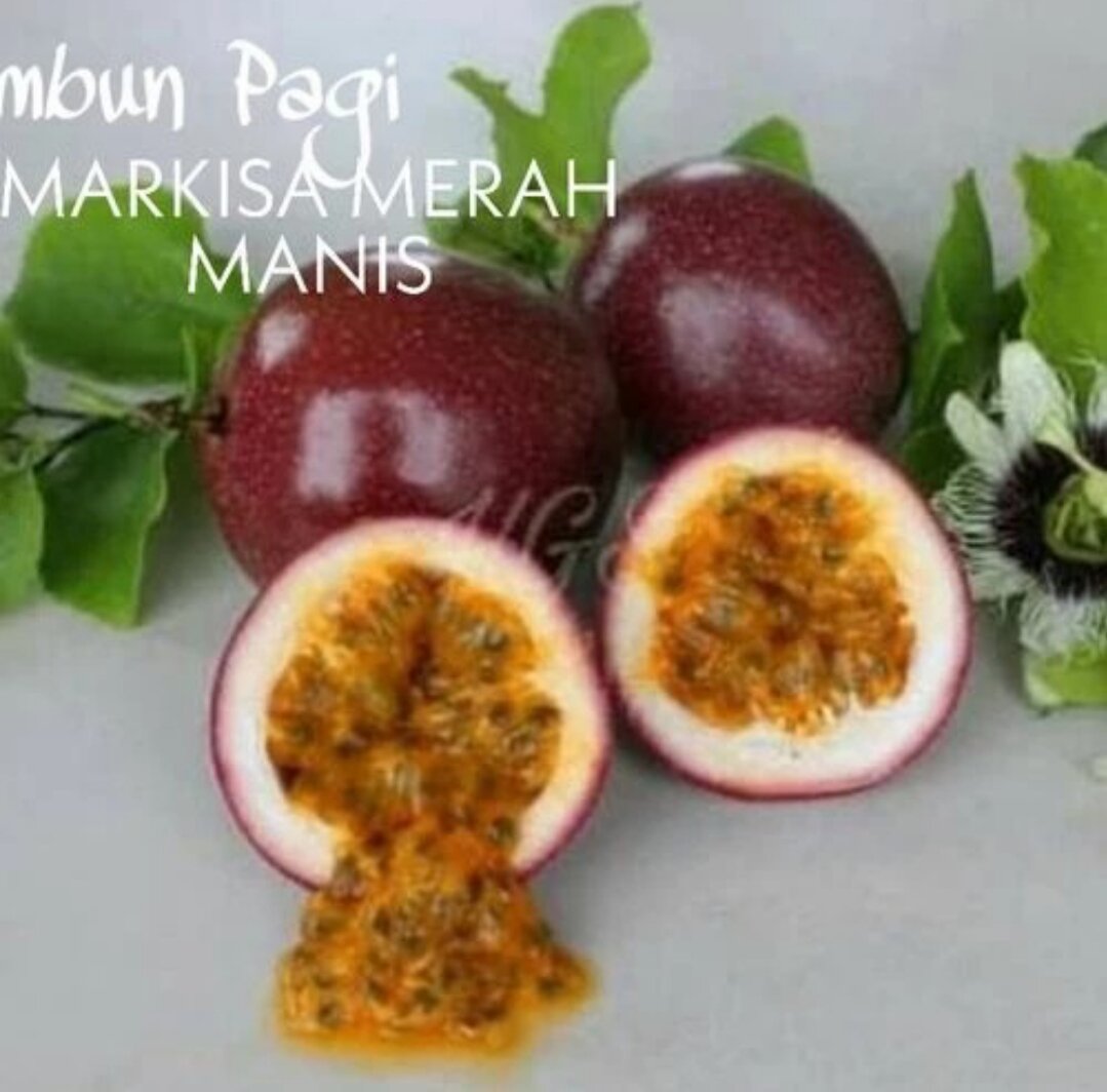 Stek Batang Atau Cutting Pohon Buah Markisa Merah Manis | Lazada Indonesia