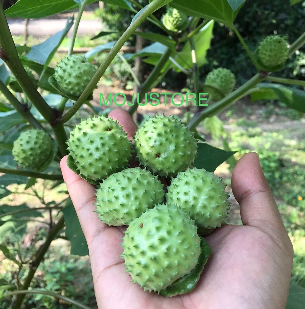 Buah kecubung asli 100% - Kualitas No.1 Dijamin - 5 Buah | Lazada Indonesia