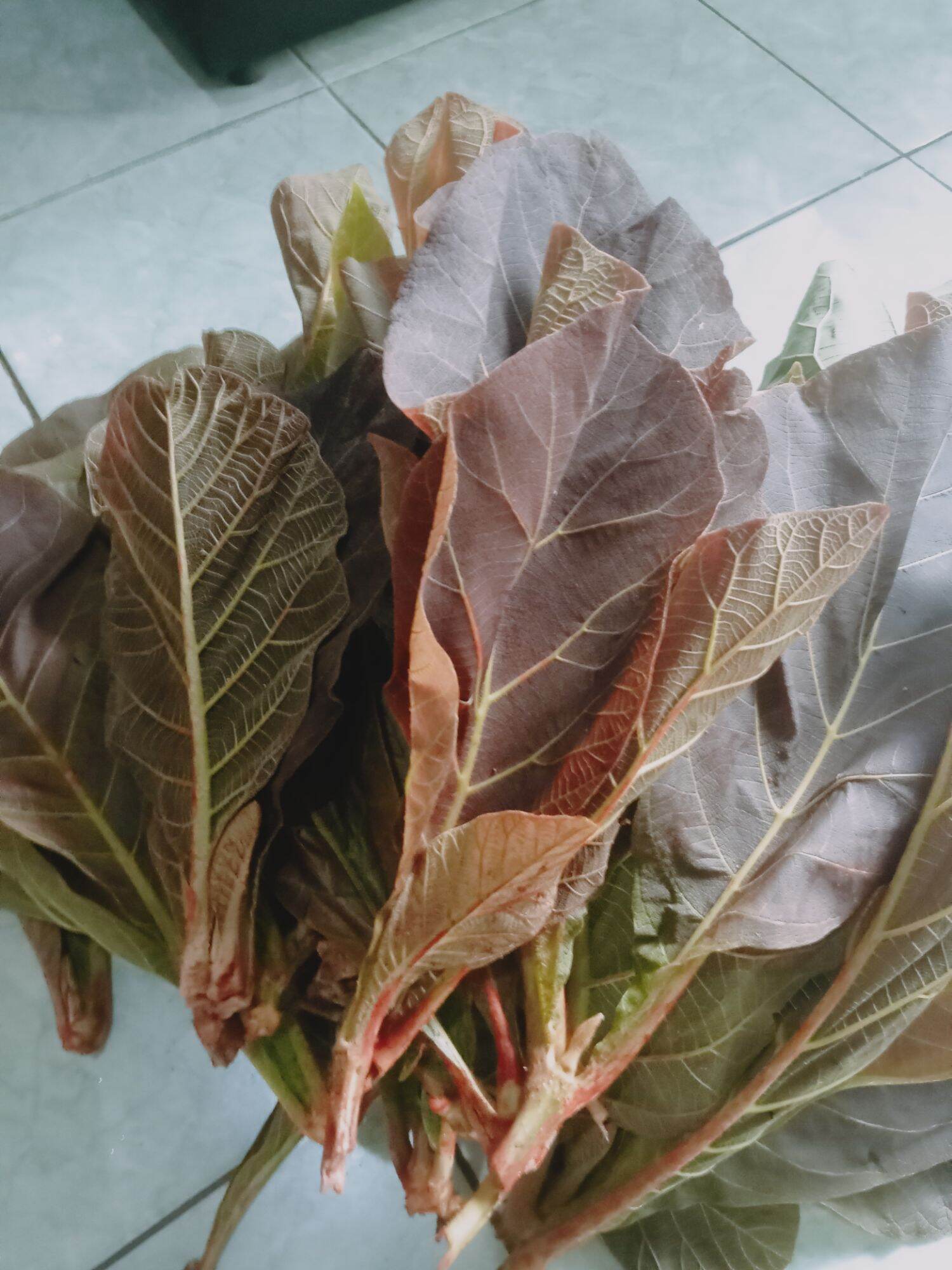 Pucuk Daun Jati Segar | Lazada Indonesia