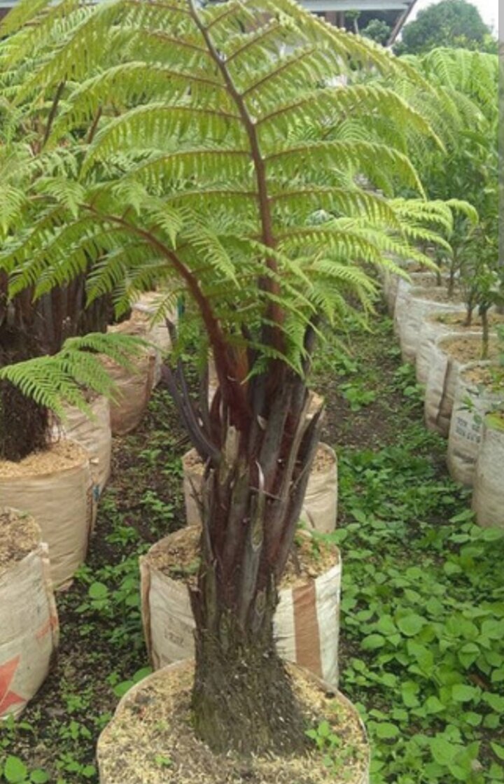 pohon pakis hiasan / pohon paku 35 cm | Lazada Indonesia