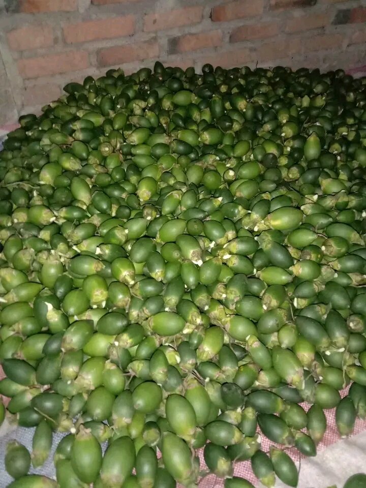 pinang muda segar untuk jus / 1kg | Lazada Indonesia