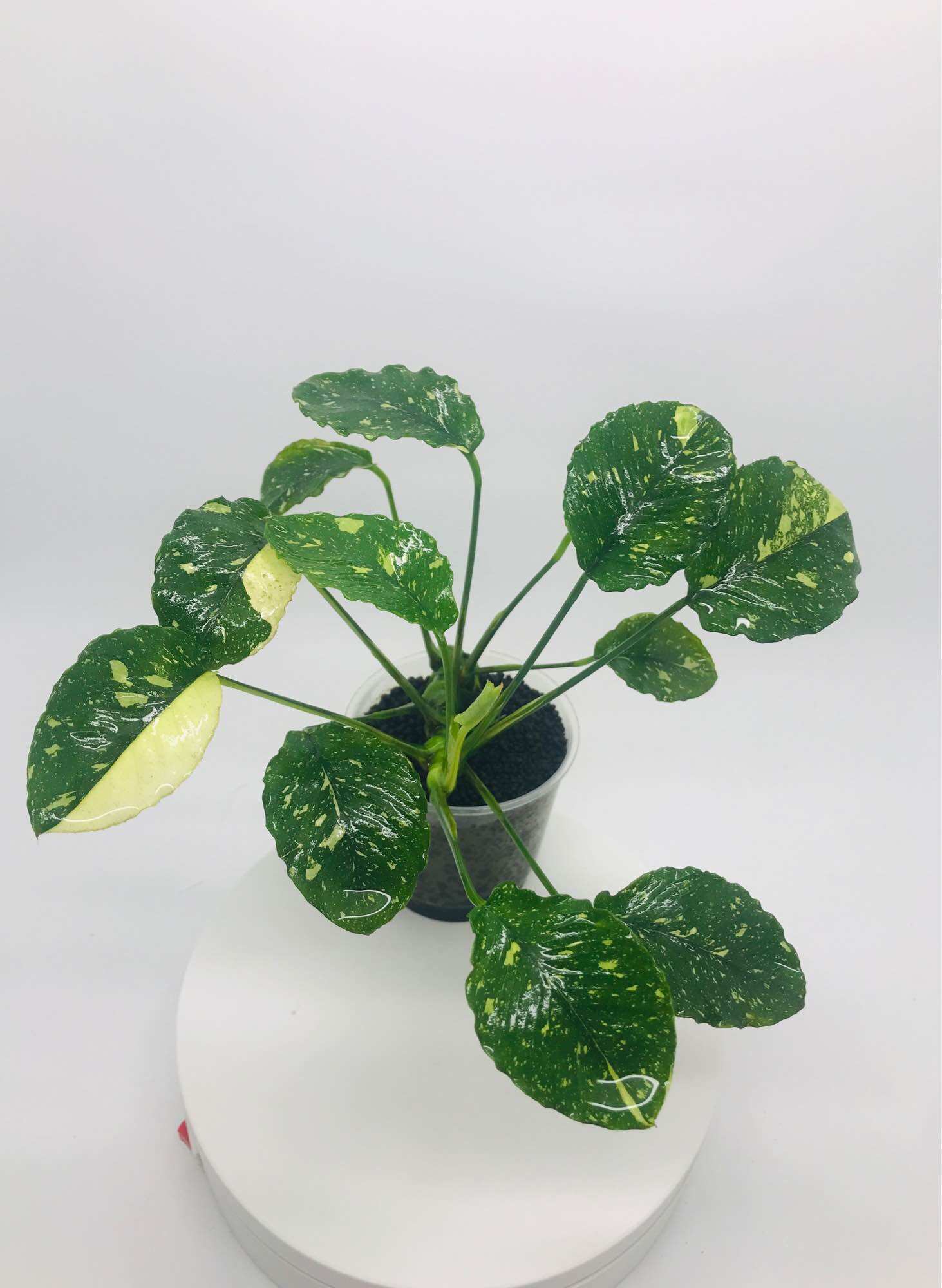 Anubias New Marble MP (Mother Plant) | Lazada Indonesia