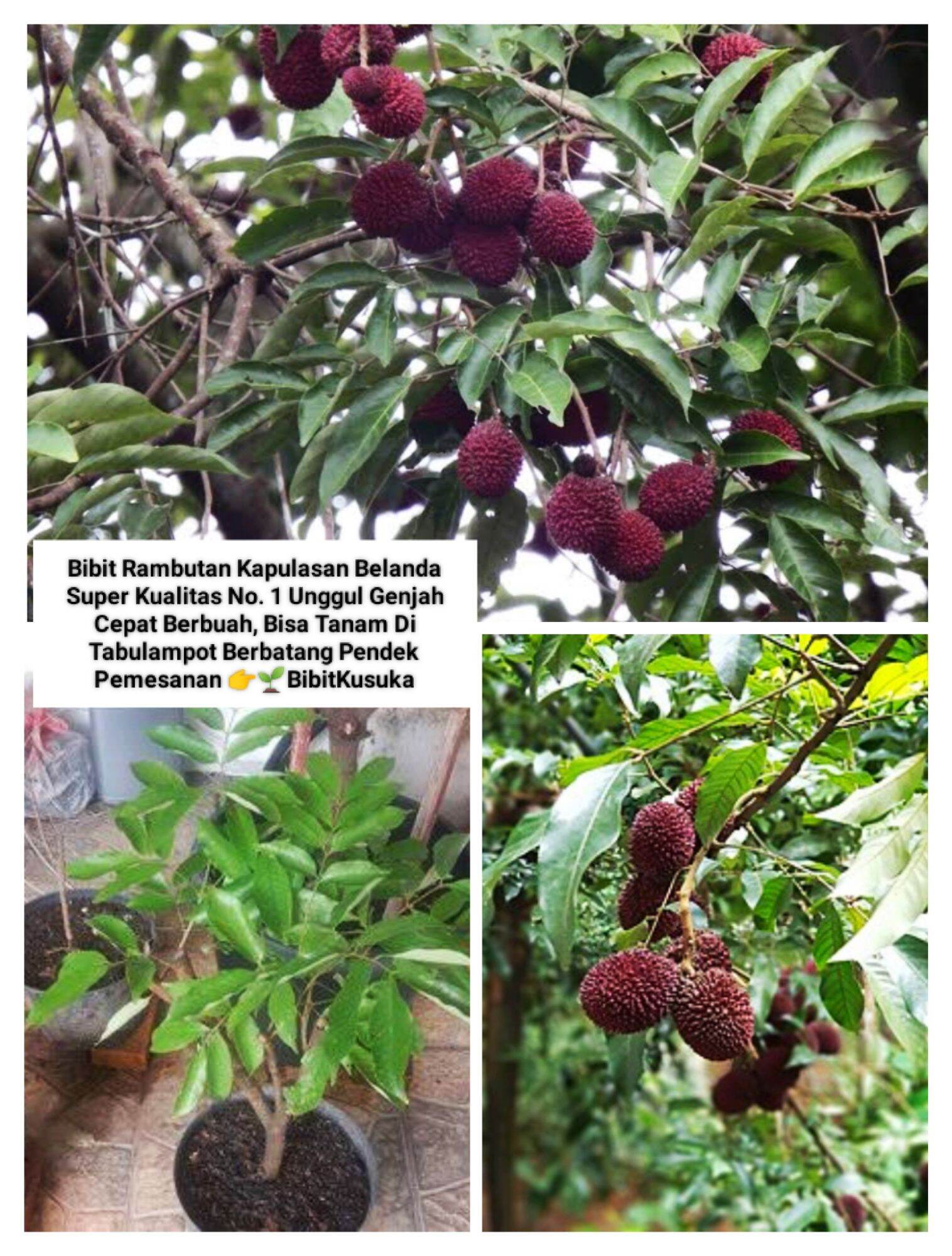 Bibit Buah Rambutan Kapulasan Belanda Super Manis Kualitas Unggul ...