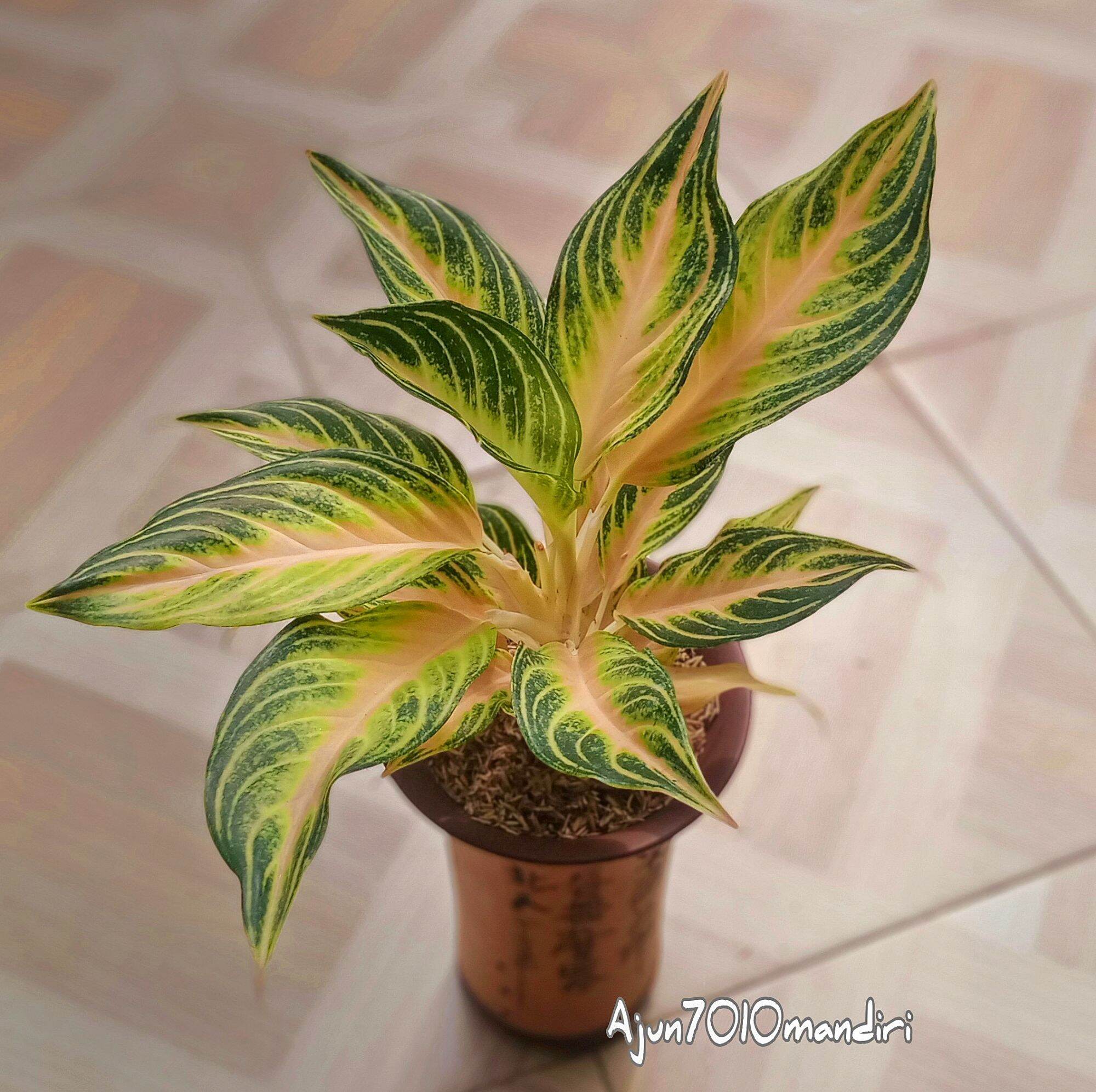 aglonema pink sunset daun 7,8,9+ | Lazada Indonesia