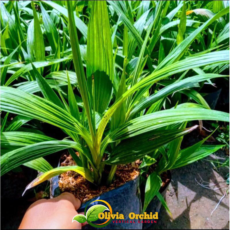 4 PAKETAN TANAMAN HIAS ANGGREK TANAH | Lazada Indonesia