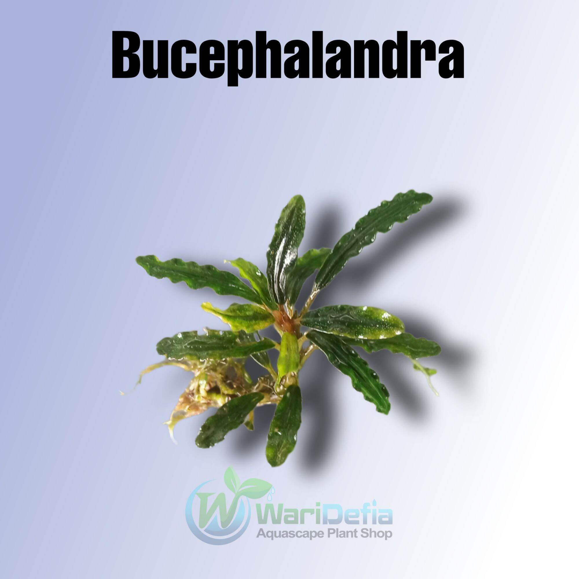 Bucephalandra Buce Tanaman Aquascape per Rizome | Lazada Indonesia