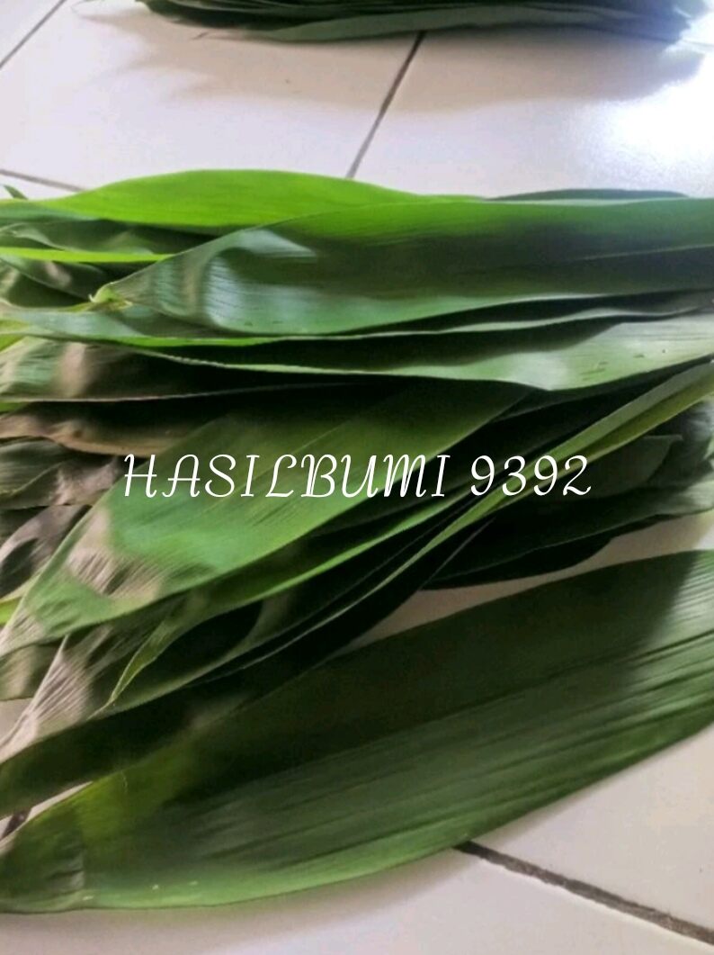 daun bambu segar bungkus bacang 100 lembar | Lazada Indonesia
