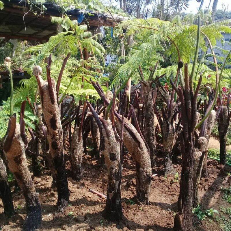 ALAM ANU KURING Indonesia Toko Resmi Online | Beli Sekarang di Lazada