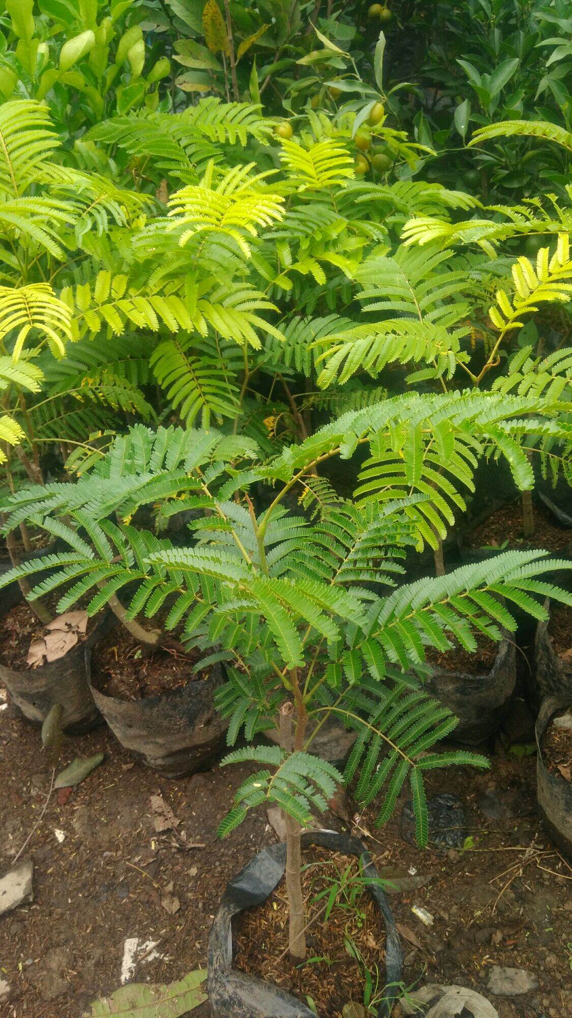 pohon Pete | Lazada Indonesia