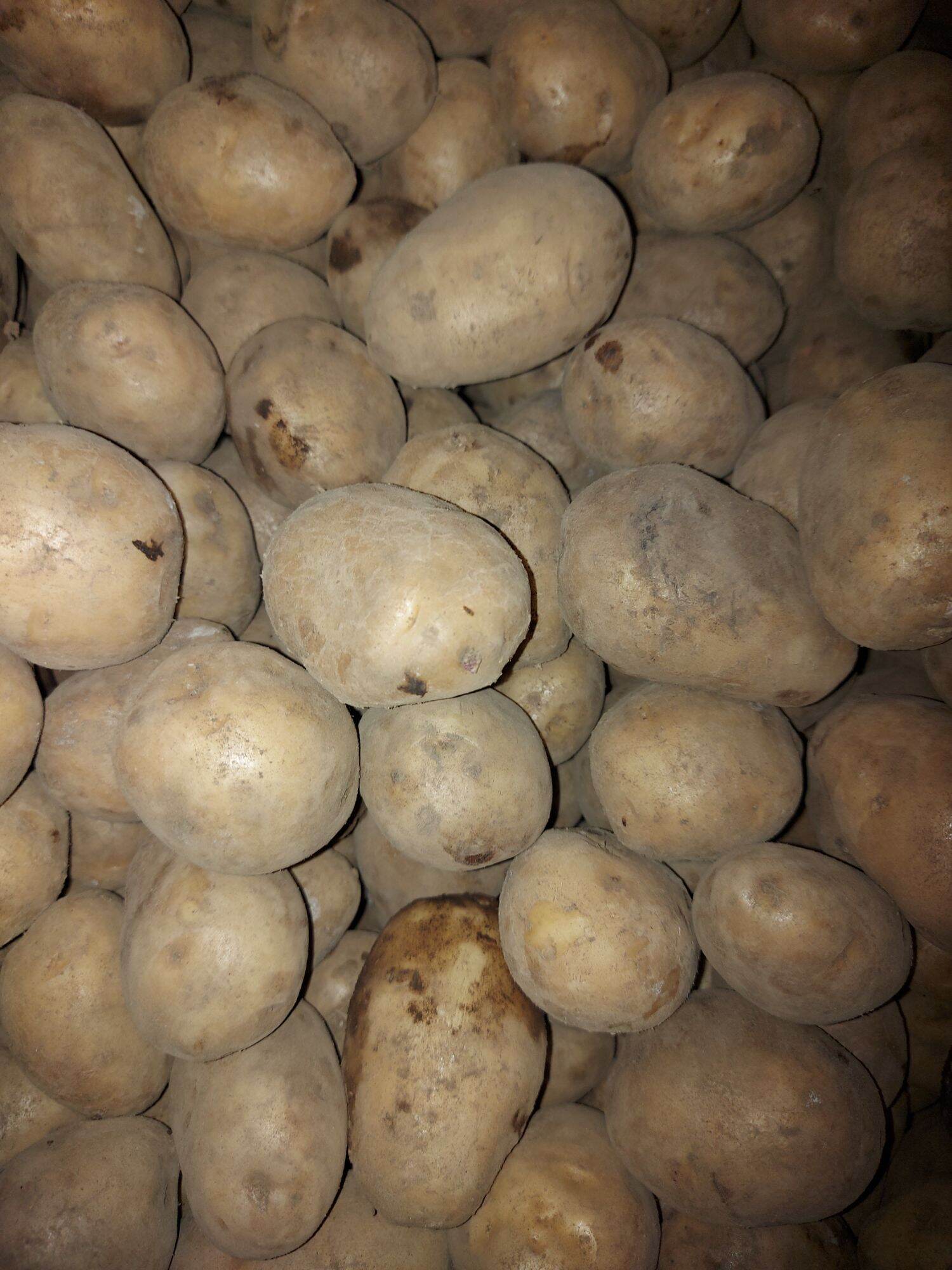 KENTANG DIENG UKURAN KECIL 1KG | Lazada Indonesia