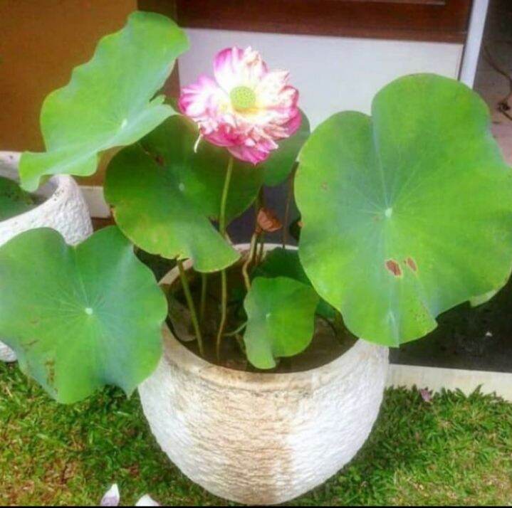 pohon lotus/ lotus tanaman air | Lazada Indonesia