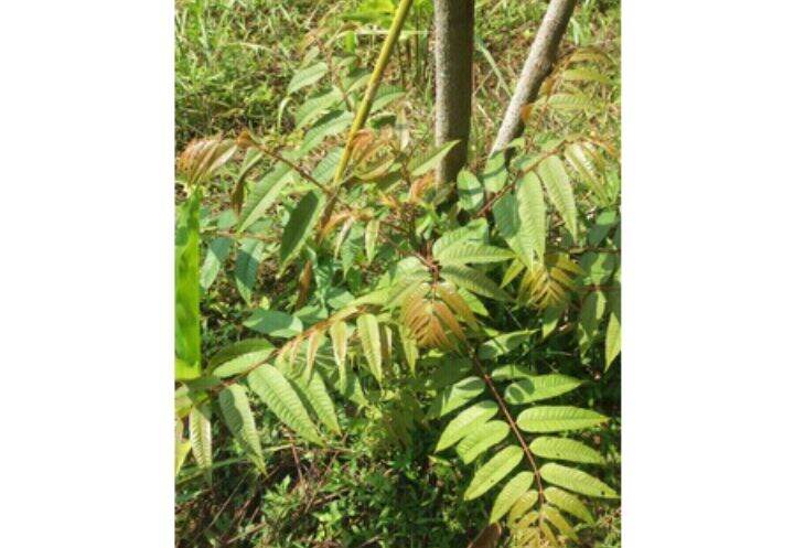 Daun Mimba/Suren Segar 500 Gram | Lazada Indonesia