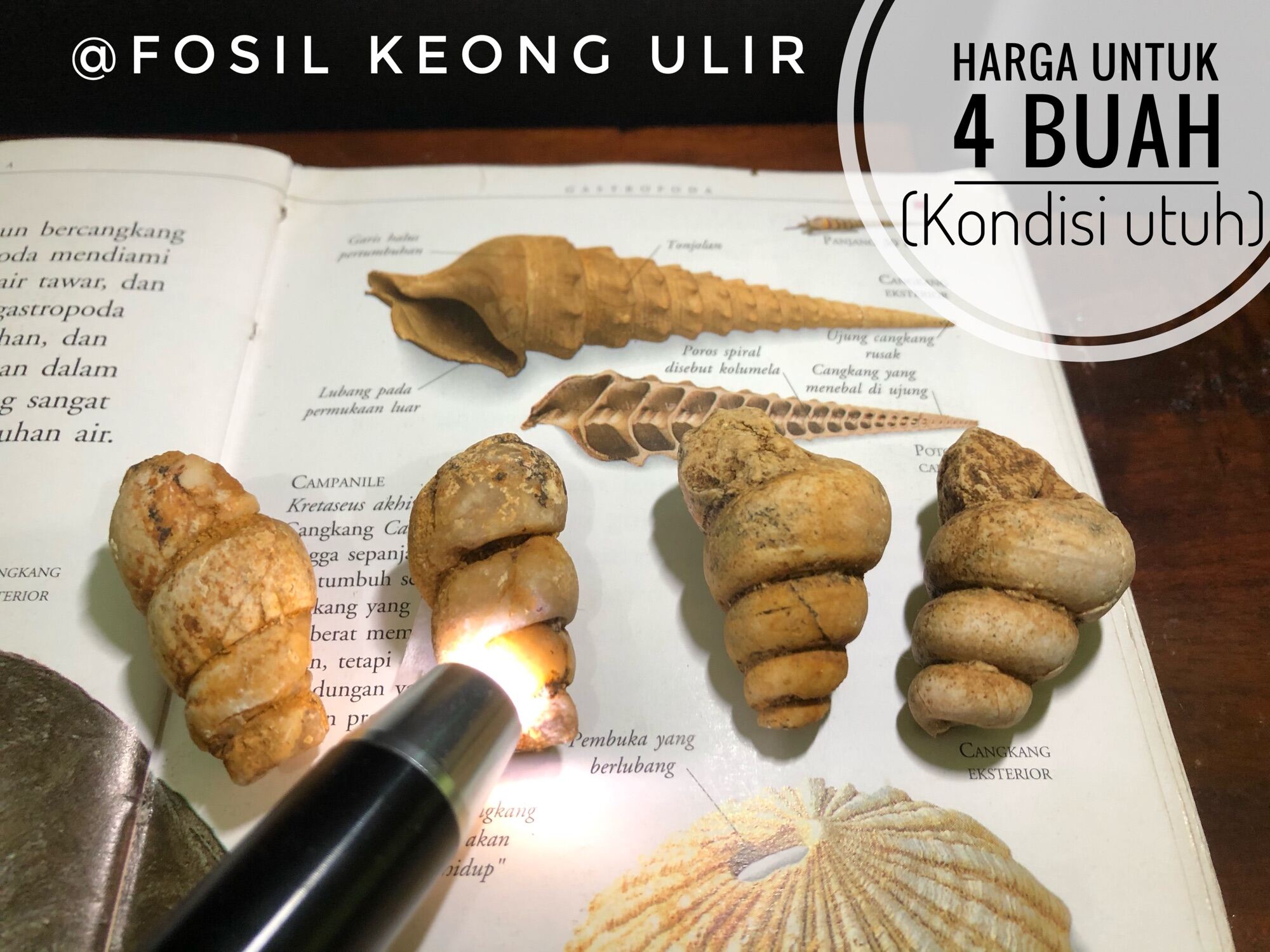 Fosil Keong Ulir B93 atau Fosil Kerang atau Batu Fosil Temuan | Lazada ...