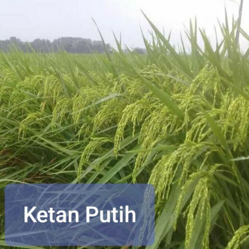 Baru bibit padi beras ketan putih asli Original | Lazada Indonesia