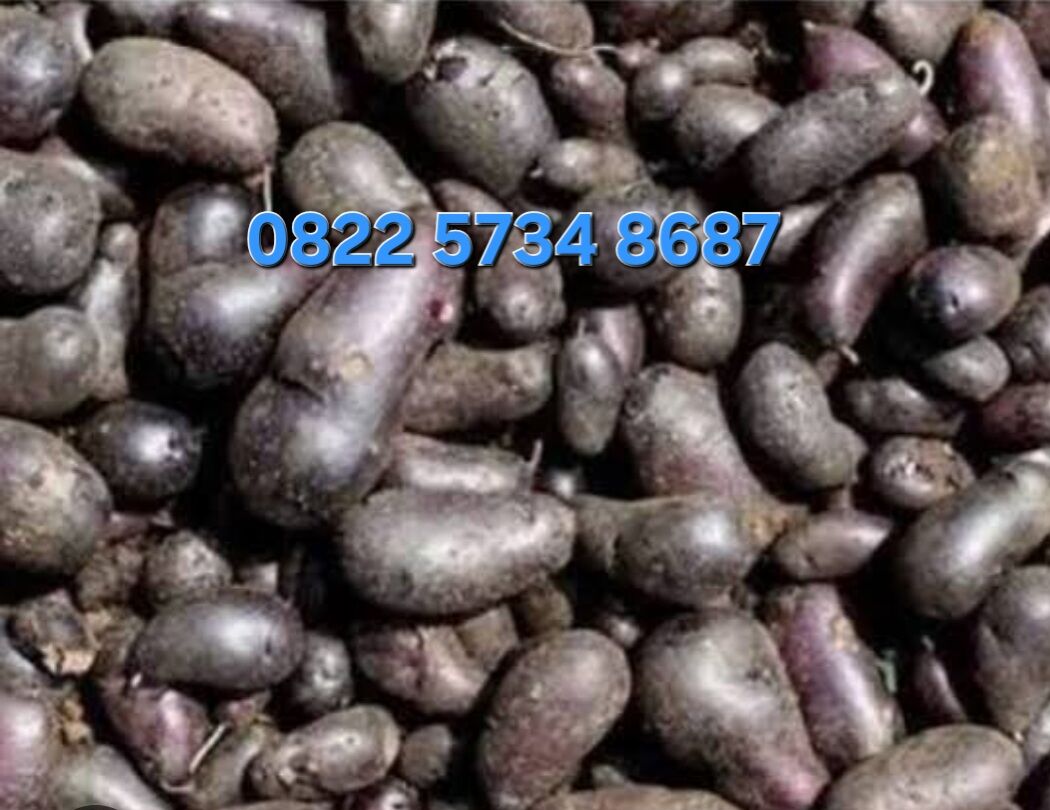 BIBIT KENTANG KLECI/KENTANG HITAM PREMIUM | Lazada Indonesia