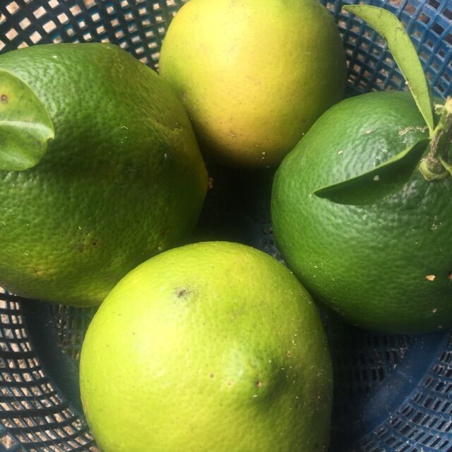 Jeruk bali mini jeruk garut segar matang 1 kg | Lazada Indonesia