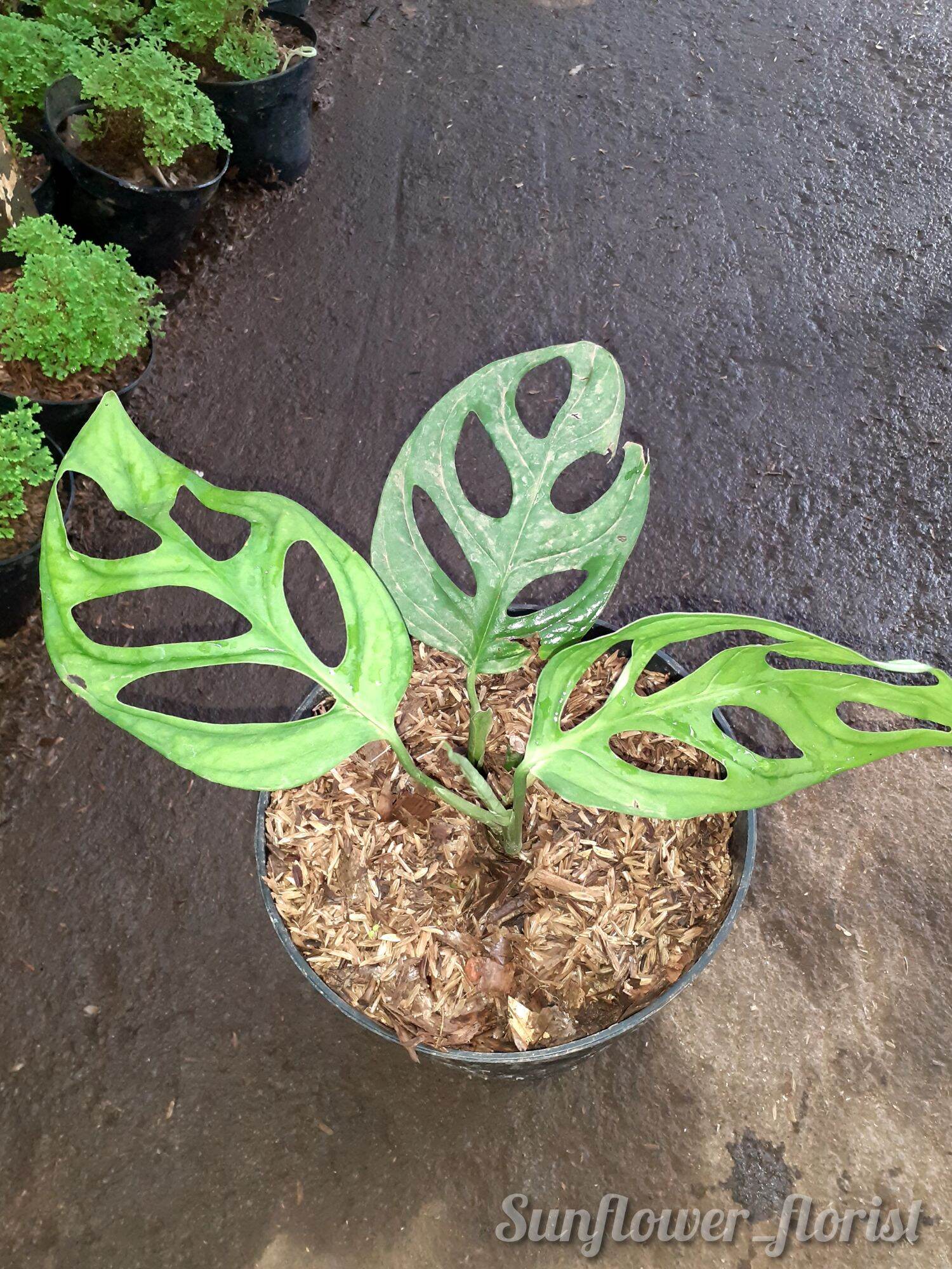 Tanaman Bunga Monstera Adansonii | Lazada Indonesia