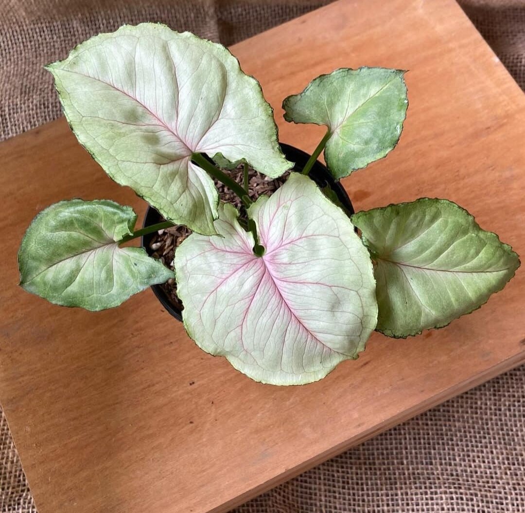 Tanaman hias Syngonium Bold Allusion Thailand | Lazada Indonesia