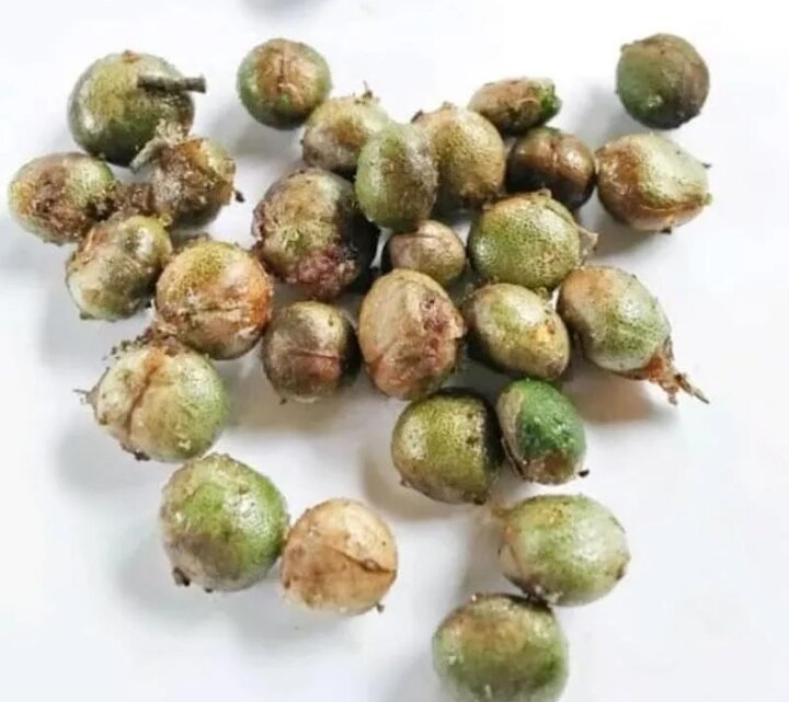 benih biji tanaman salam Koja atau temuru 10biji/benih | Lazada Indonesia