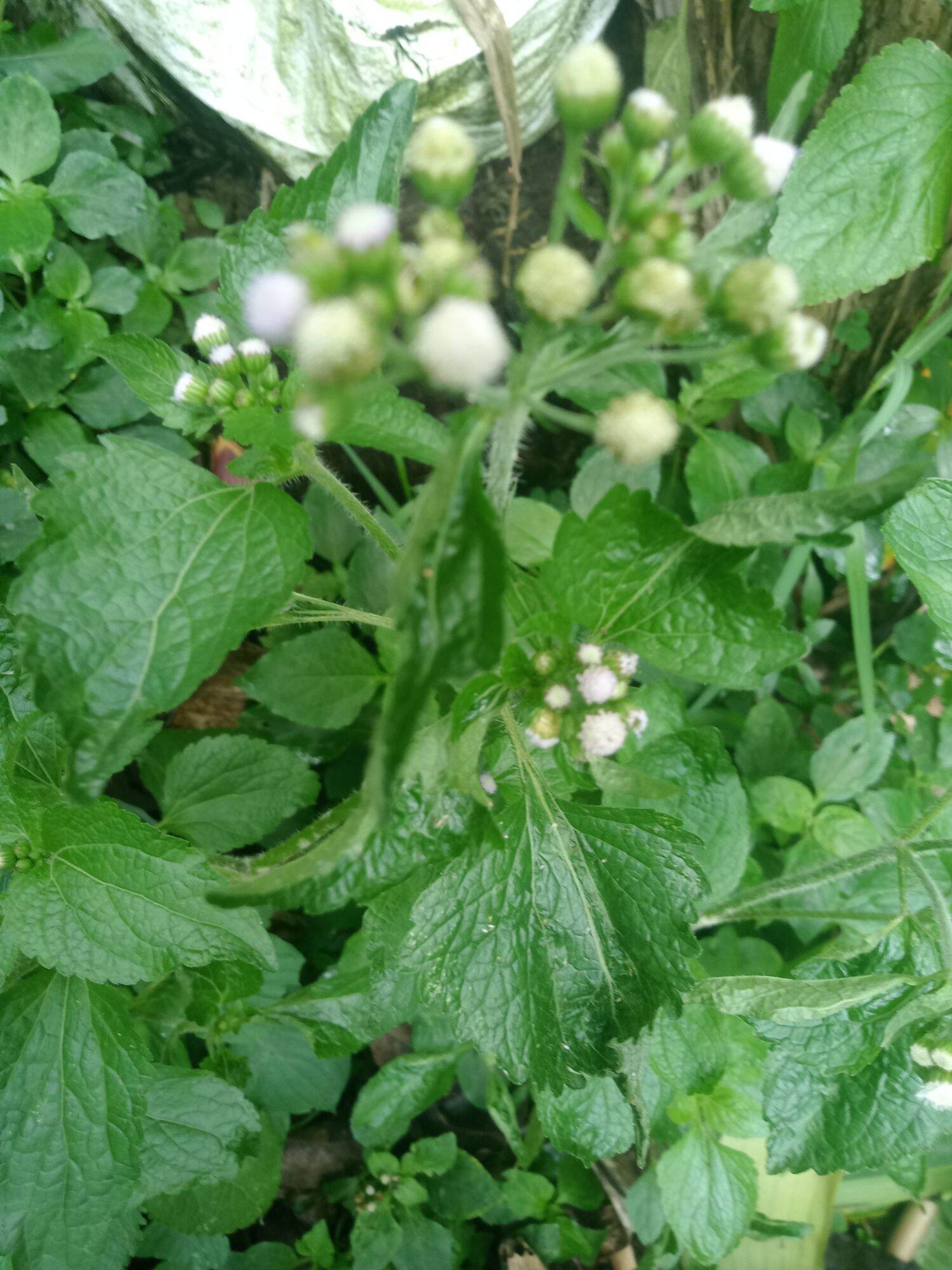 Herbal kencing manis daun badotan segar 1 kg | Lazada Indonesia