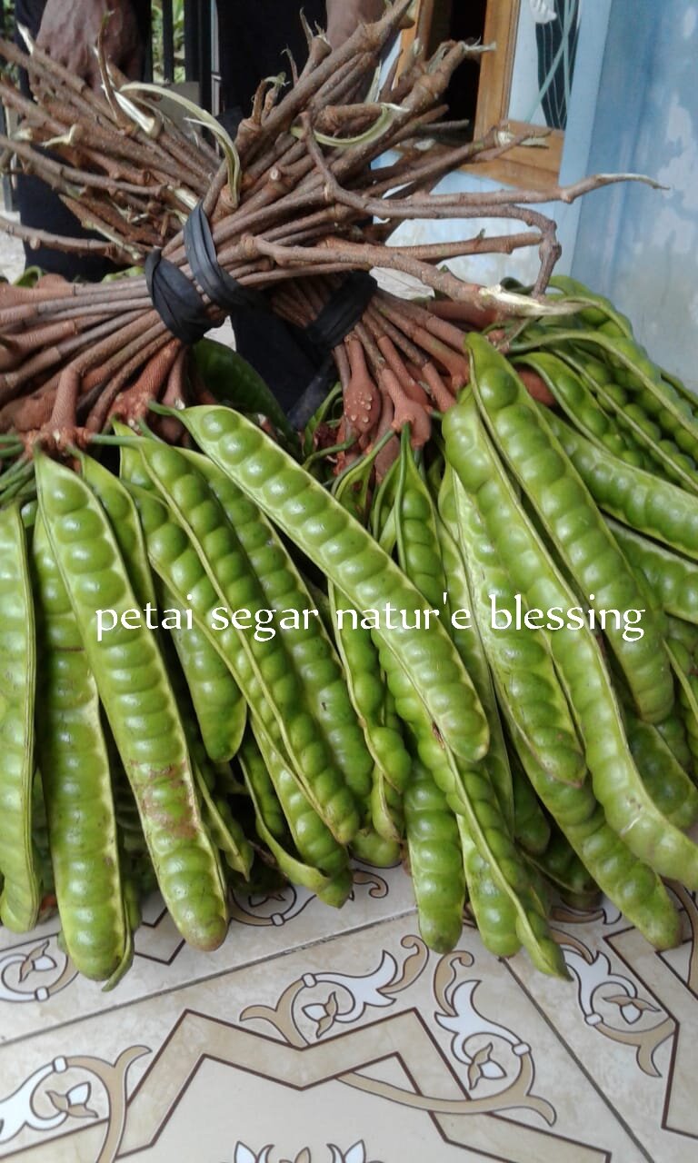 petai super tua dan fresh isi 10 papan | Lazada Indonesia