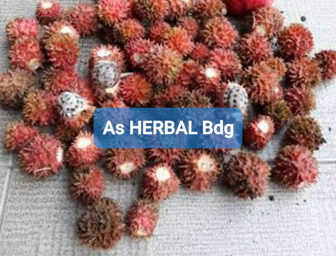 Buah parahulu buah rambutan tanah segar paket 300 gram | Lazada Indonesia