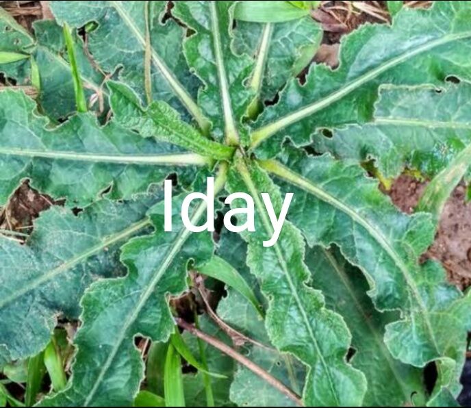 daun tapak liman 10 pic tanaman obat herbal tradisional | Lazada Indonesia