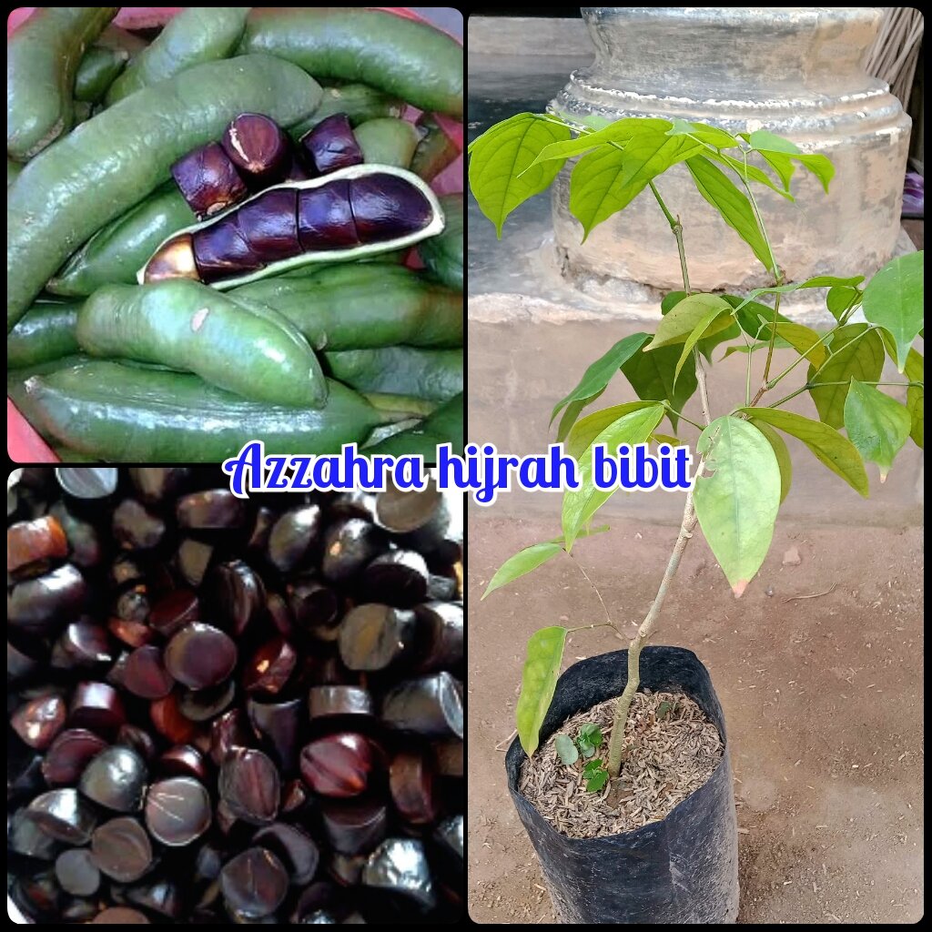benih bibit tanaman jolang jaling | Lazada Indonesia