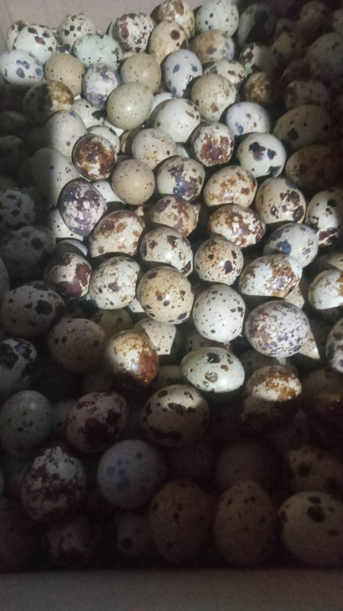 telur puyuh fertile | Lazada Indonesia