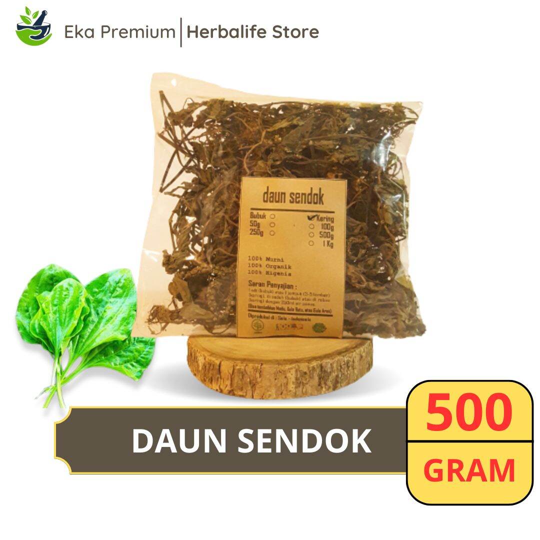 DAUN SENDOK KERING Sendokan Asli Ramuan Rempah Herbal Murni Jamu ...