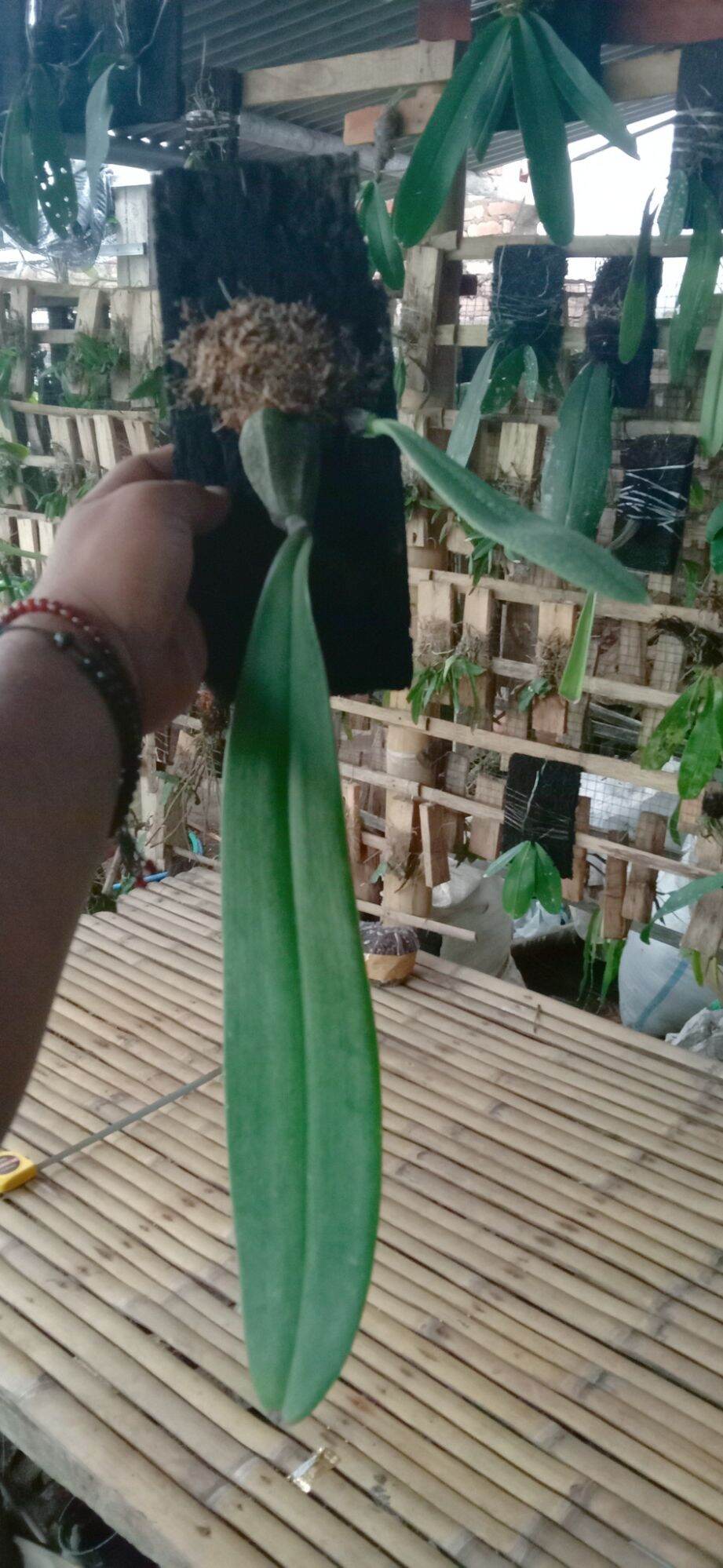 Bulbophyllum phalaenopsis si anggrek dasi asli papua | Lazada Indonesia