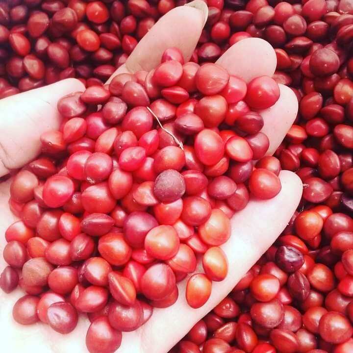 100 gr BIJI SAGA MERAH POHON | Lazada Indonesia