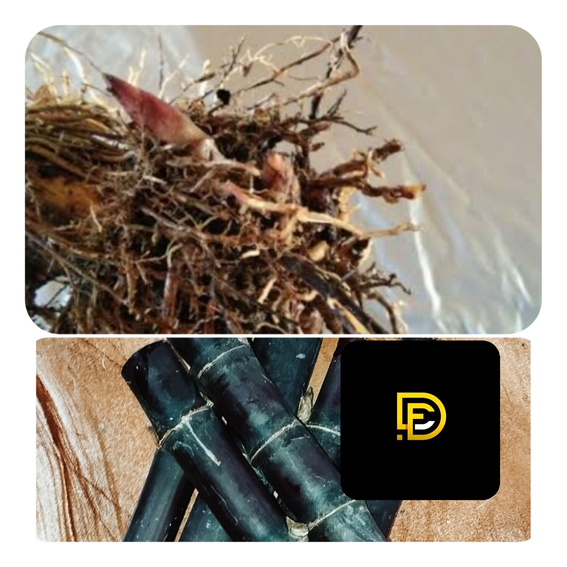 Akar tebu hitam akar tebu ireng segar | Lazada Indonesia