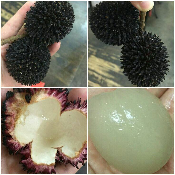 Bibit Buah Langka Rambutan Hitam Kapulasan Khas Bogor Rasa Buah Manis ...